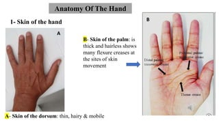 Anatomy of the Wrist joint and hand.ppsx