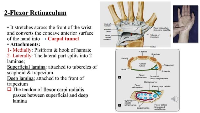 Anatomy of the Wrist joint and hand.ppsx