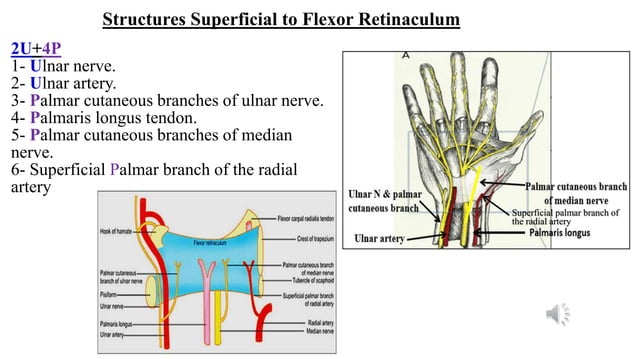 Anatomy of the Wrist joint and hand.ppsx