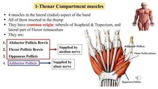 Anatomy of the Wrist joint and hand.ppsx