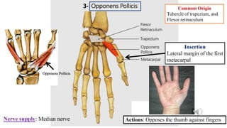 Anatomy of the Wrist joint and hand.ppsx
