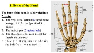 Anatomy of the Wrist joint and hand.ppsx