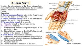 Anatomy of the Wrist joint and hand.ppsx