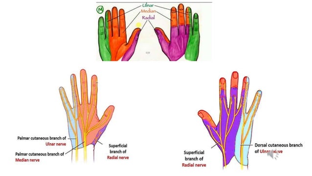 Anatomy of the Wrist joint and hand.ppsx