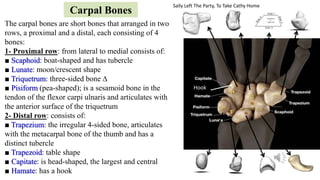 Anatomy of the Wrist joint and hand.ppsx