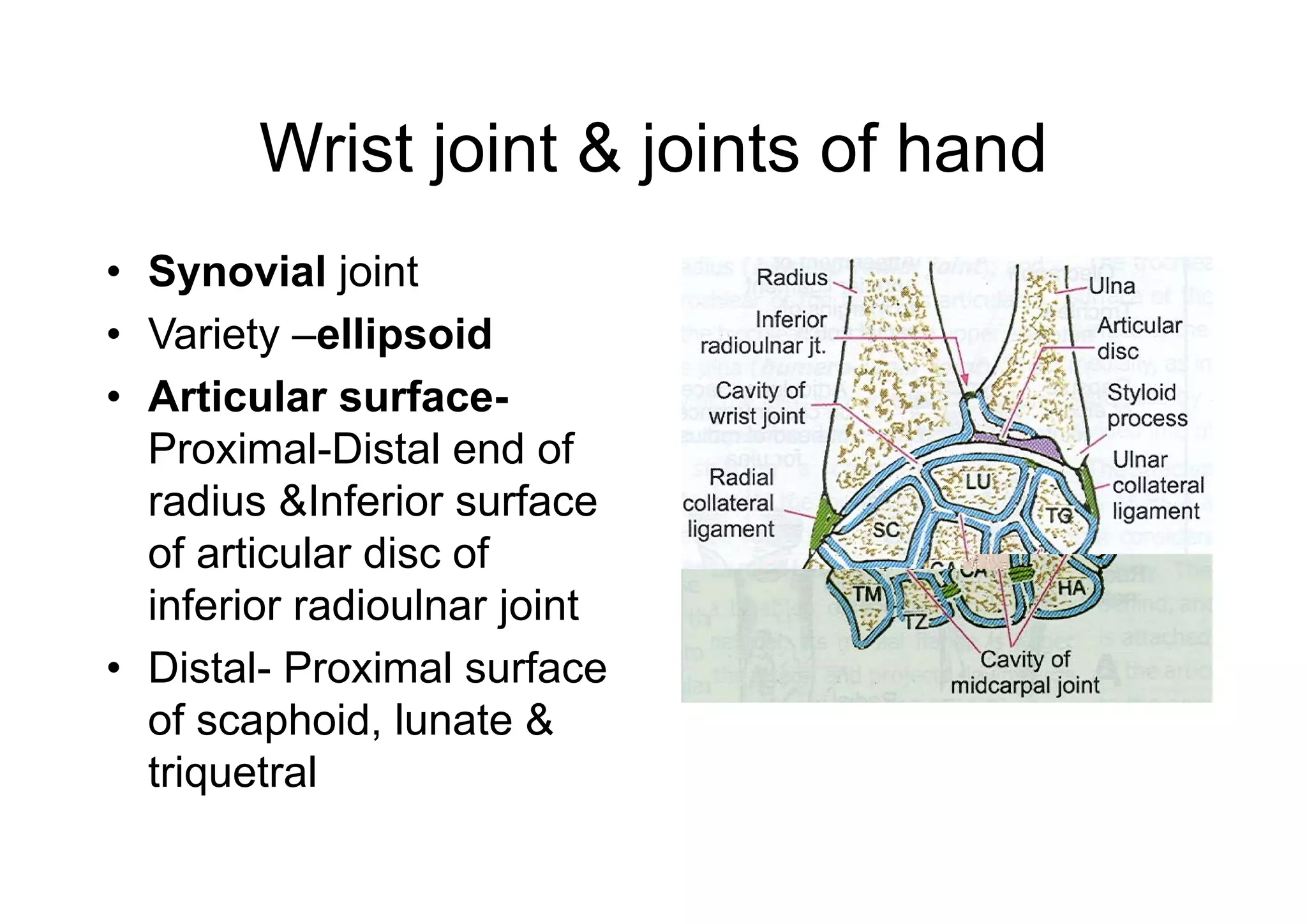 joints of hand.pdf