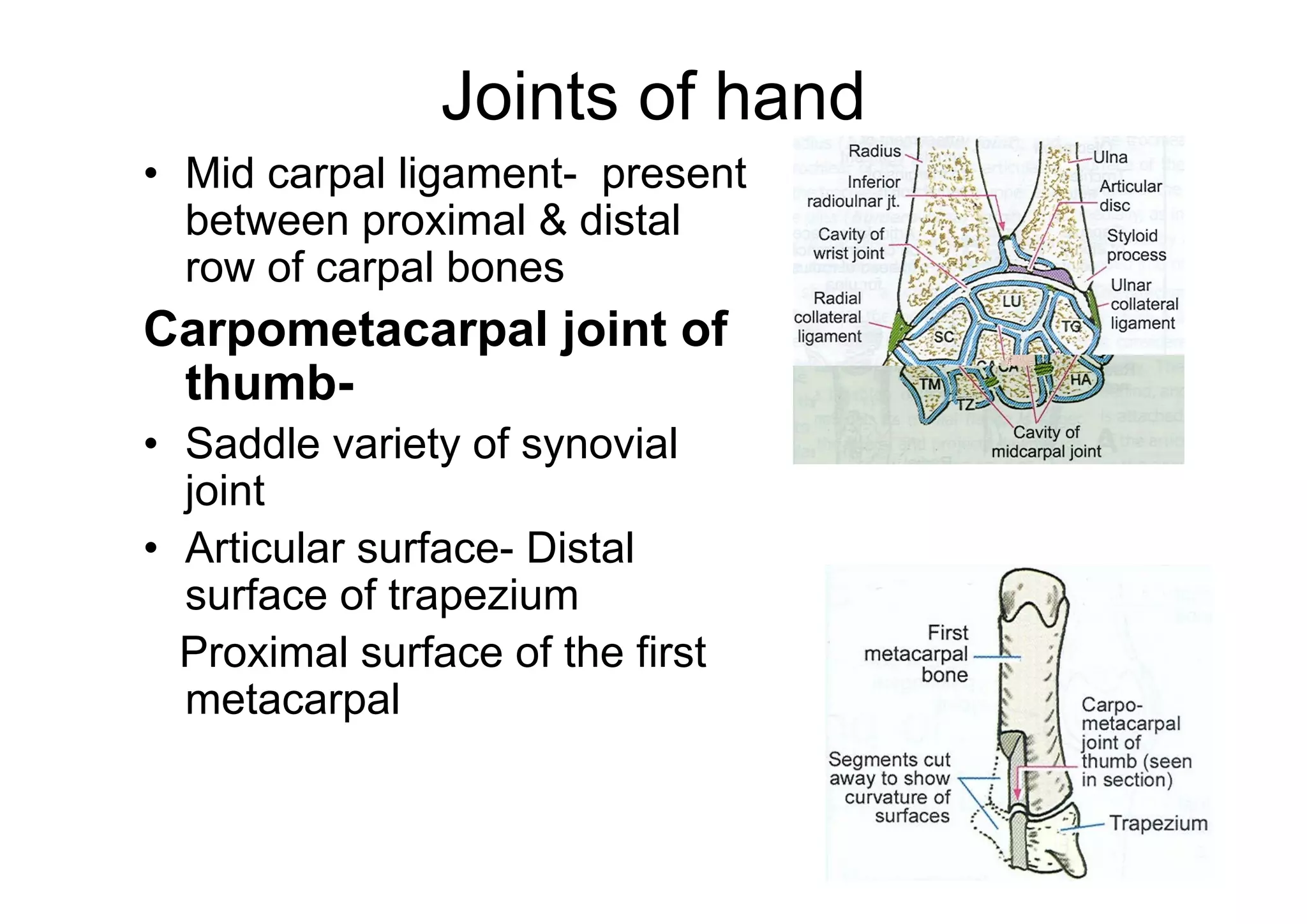 joints of hand.pdf
