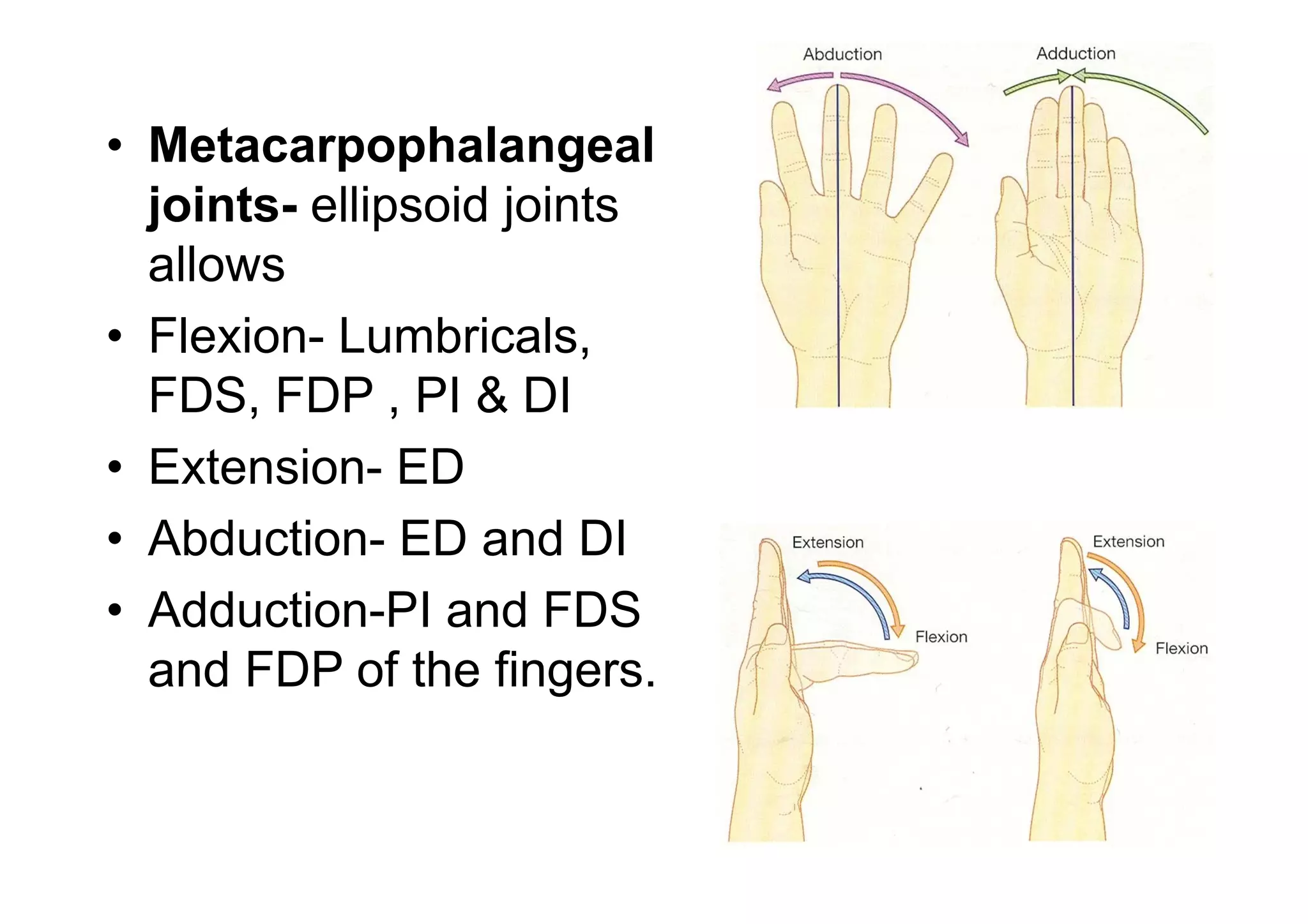 joints of hand.pdf
