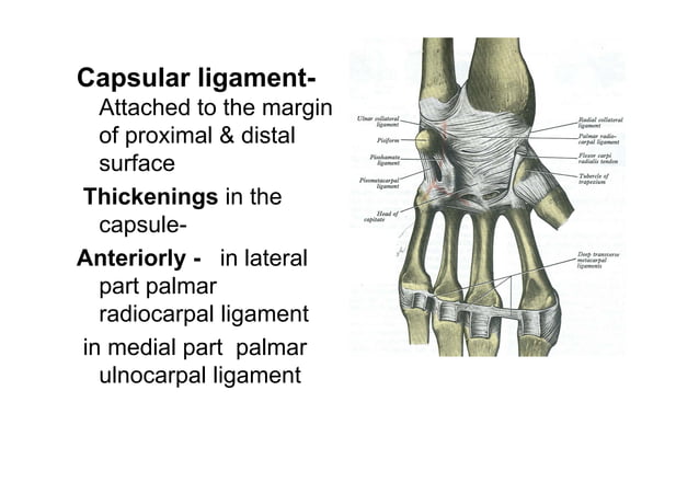 joints of hand.pdf