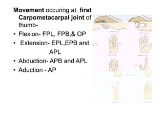 joints of hand.pdf