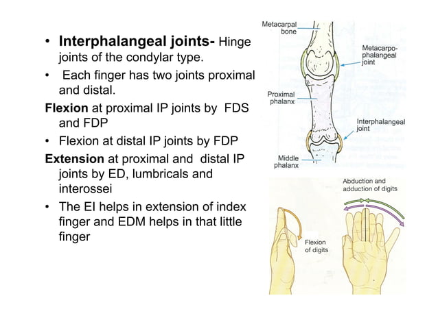 joints of hand.pdf
