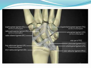 Wrist Joint: Anatomy, BioMechinics, Presentation. | PPTX