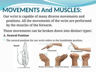Wrist Joint: Anatomy, BioMechinics, Presentation. | PPTX