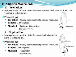 Wrist Joint: Anatomy, BioMechinics, Presentation. | PPTX