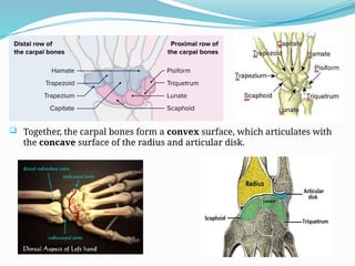 Wrist Joint: Anatomy, BioMechinics, Presentation. | PPTX