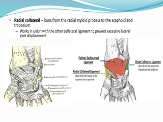 Wrist Joint: Anatomy, BioMechinics, Presentation. | PPTX
