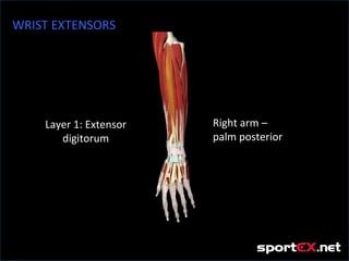 Wrist Movements+Muscles | PPT