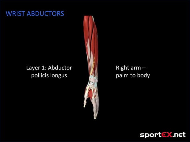 Wrist Movements+Muscles | PPT