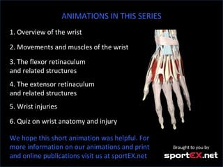 Wrist Movements+Muscles | PPT