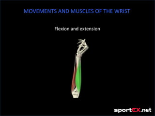 Wrist Movements+Muscles | PPT