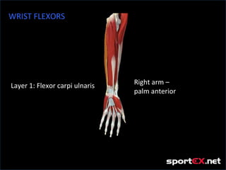 Wrist Movements+Muscles | PPT