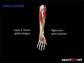 Wrist Movements+Muscles | PPT