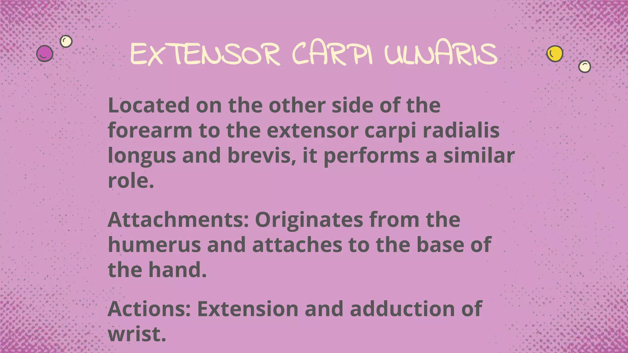 Wrist Muscles | PPTX