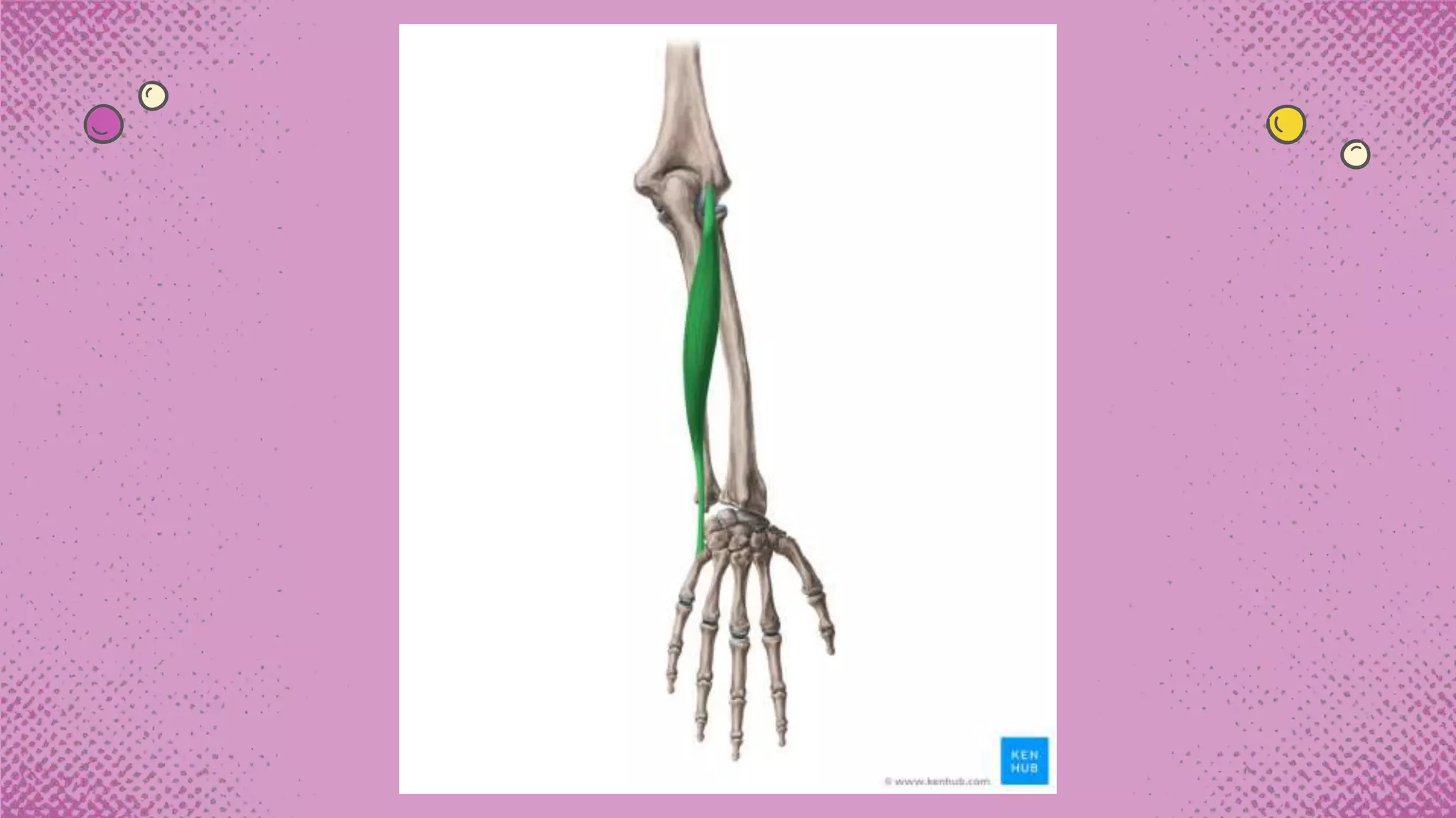 Wrist Muscles | PPTX