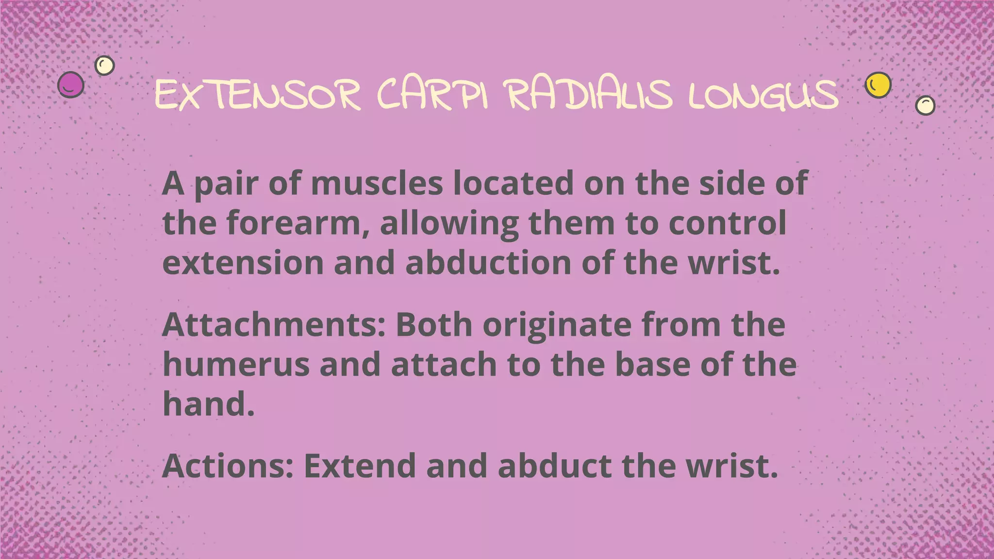 Wrist Muscles | PPTX