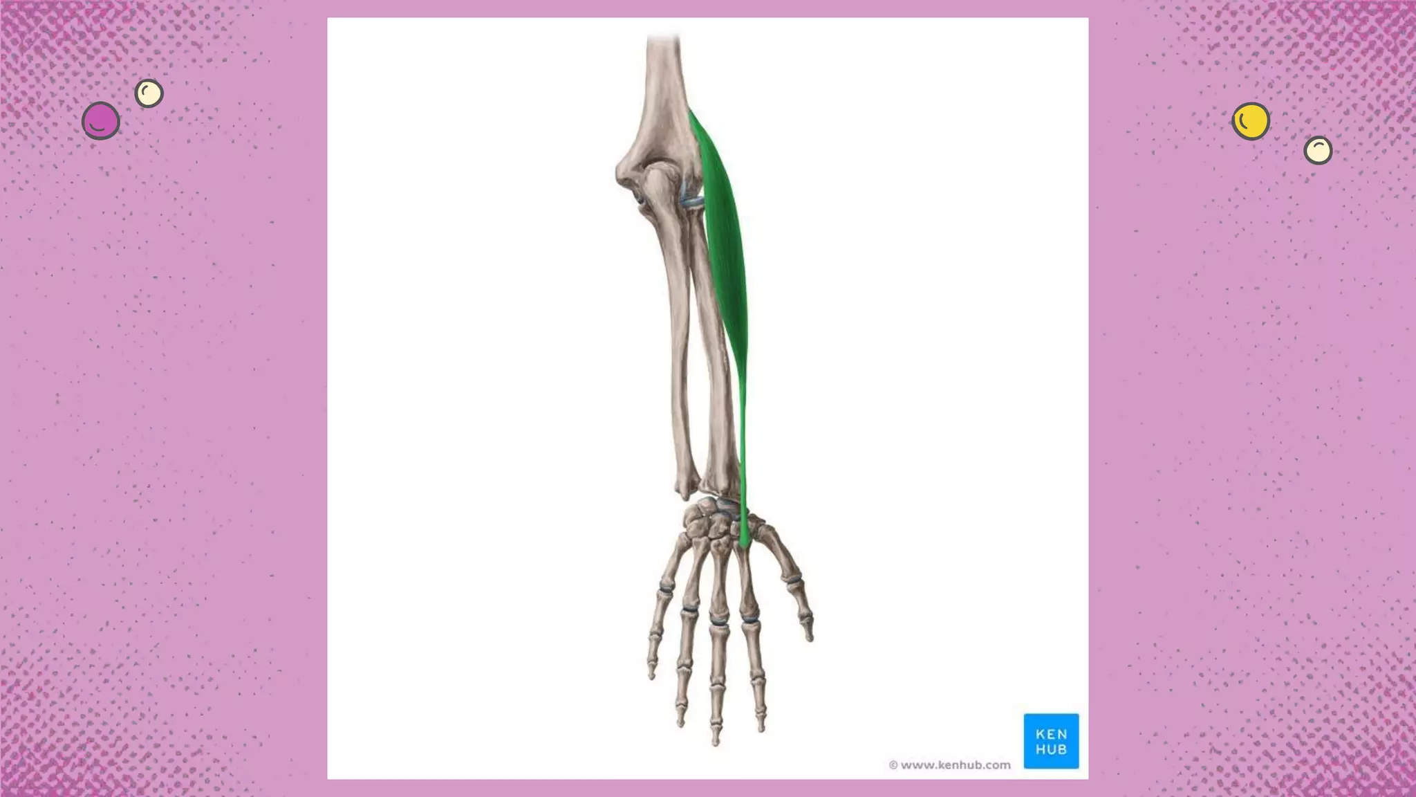 Wrist Muscles | PPTX