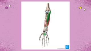 Wrist Muscles | PPTX