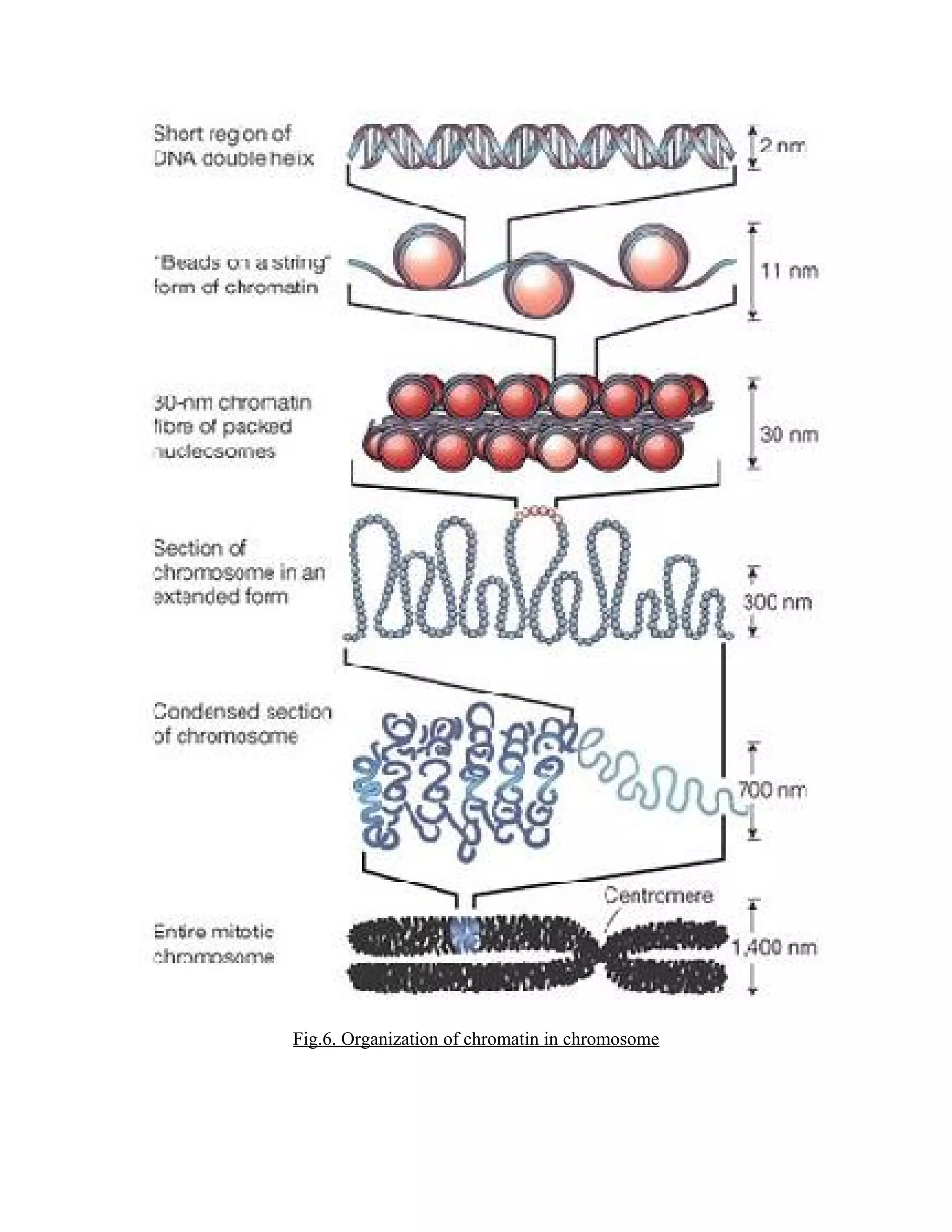 STRUCTURE AND ORGANIZATION OF CHROMATIN | DOC