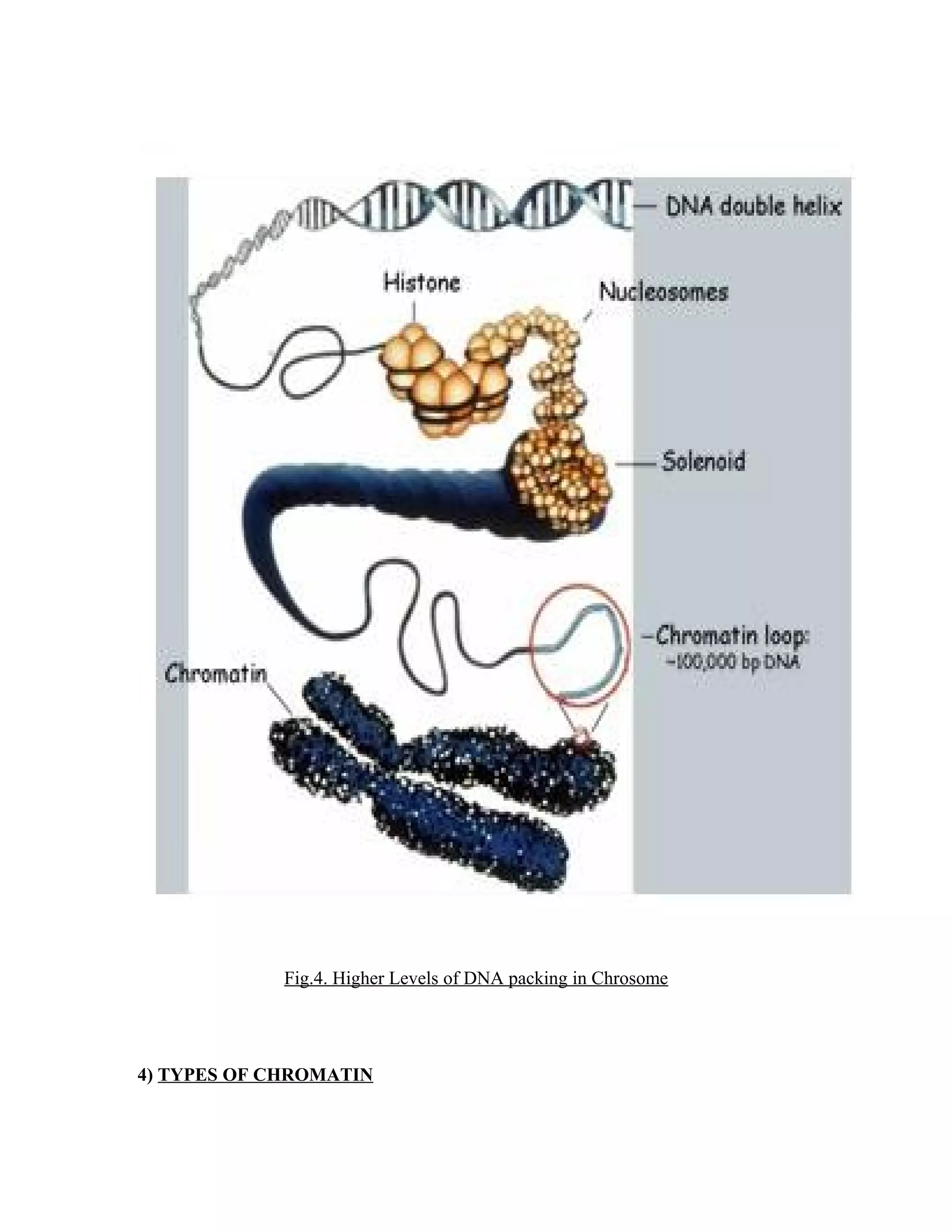 STRUCTURE AND ORGANIZATION OF CHROMATIN | DOC