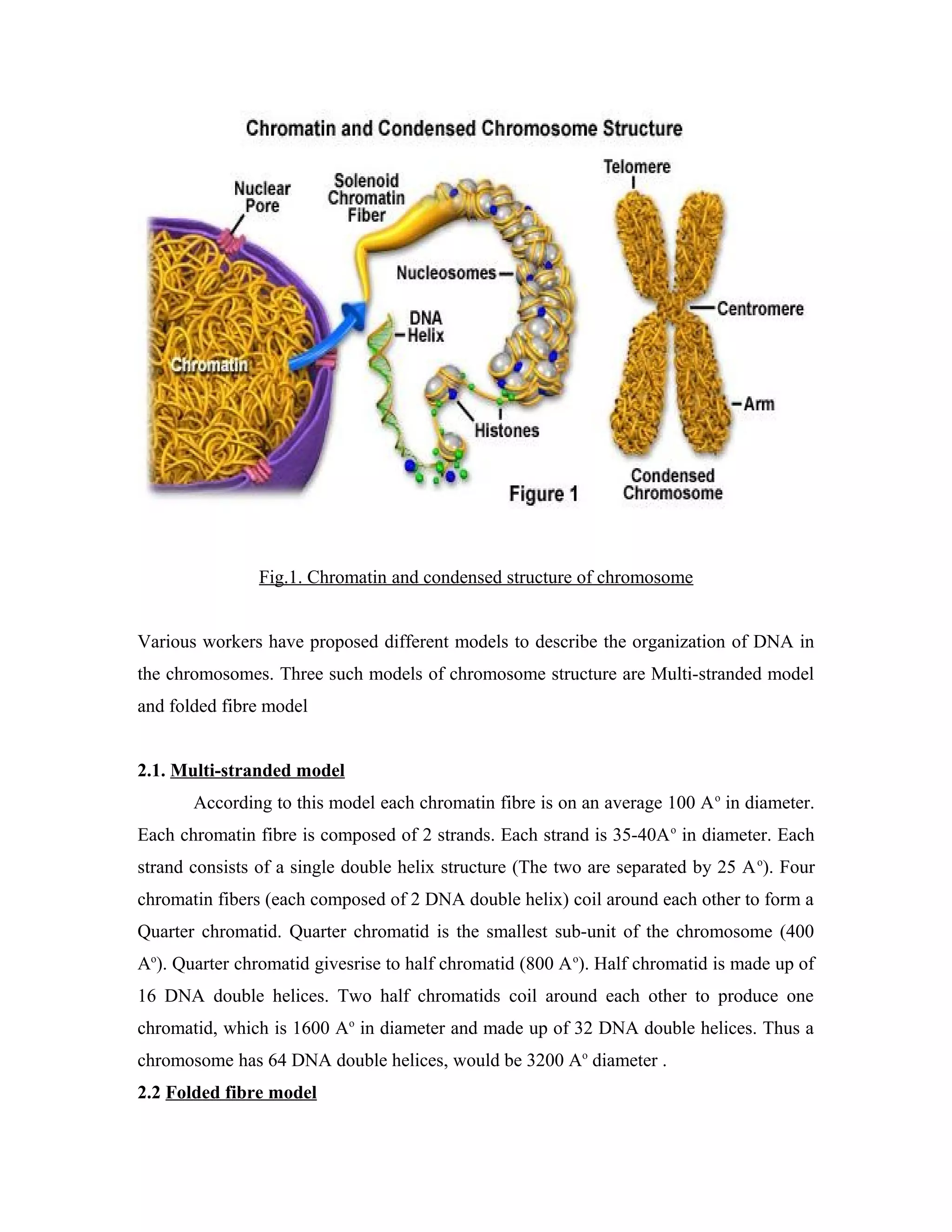 STRUCTURE AND ORGANIZATION OF CHROMATIN | DOC