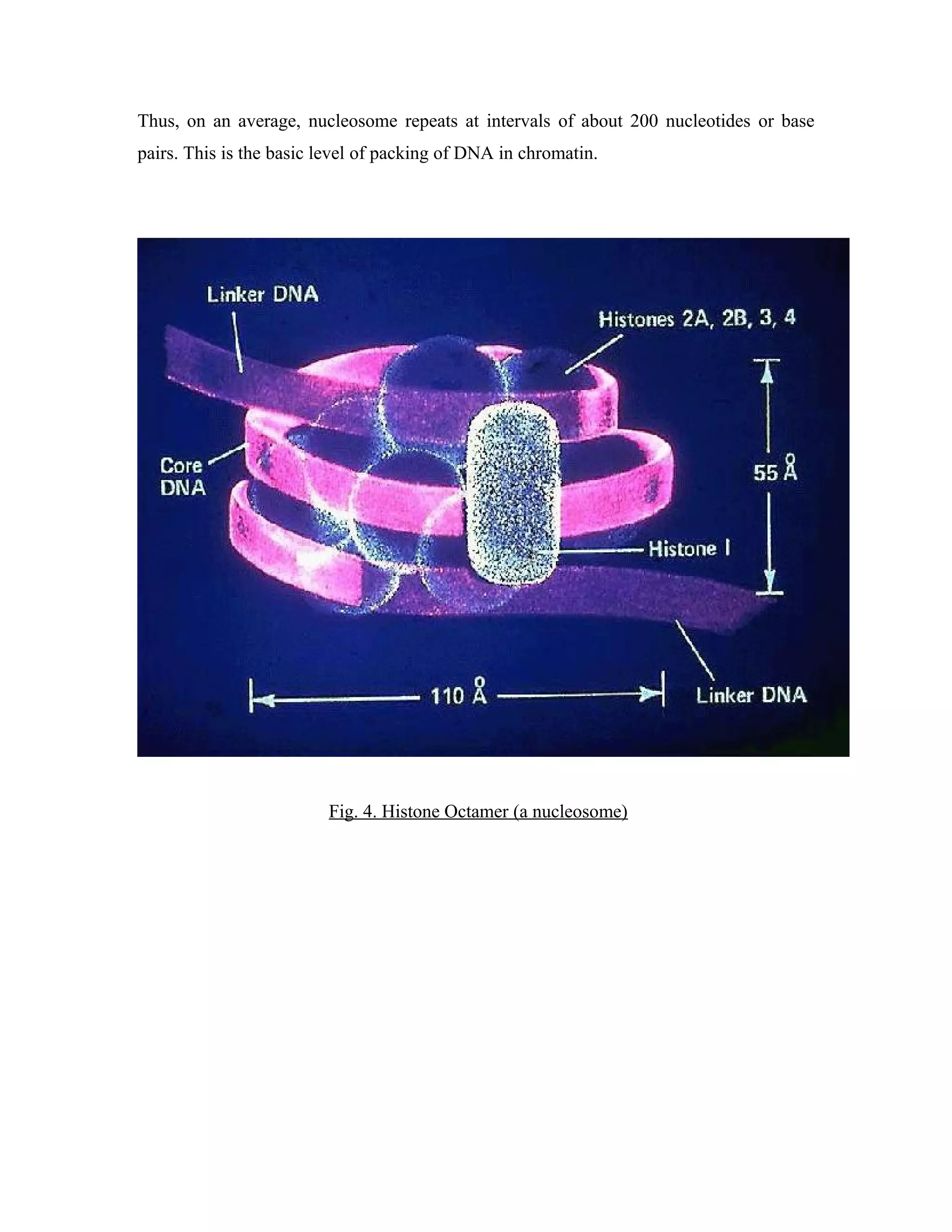 STRUCTURE AND ORGANIZATION OF CHROMATIN | DOC