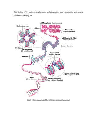STRUCTURE AND ORGANIZATION OF CHROMATIN | DOC