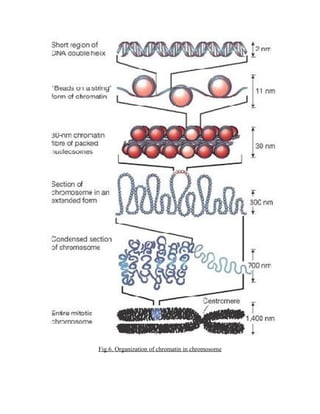 STRUCTURE AND ORGANIZATION OF CHROMATIN | DOC
