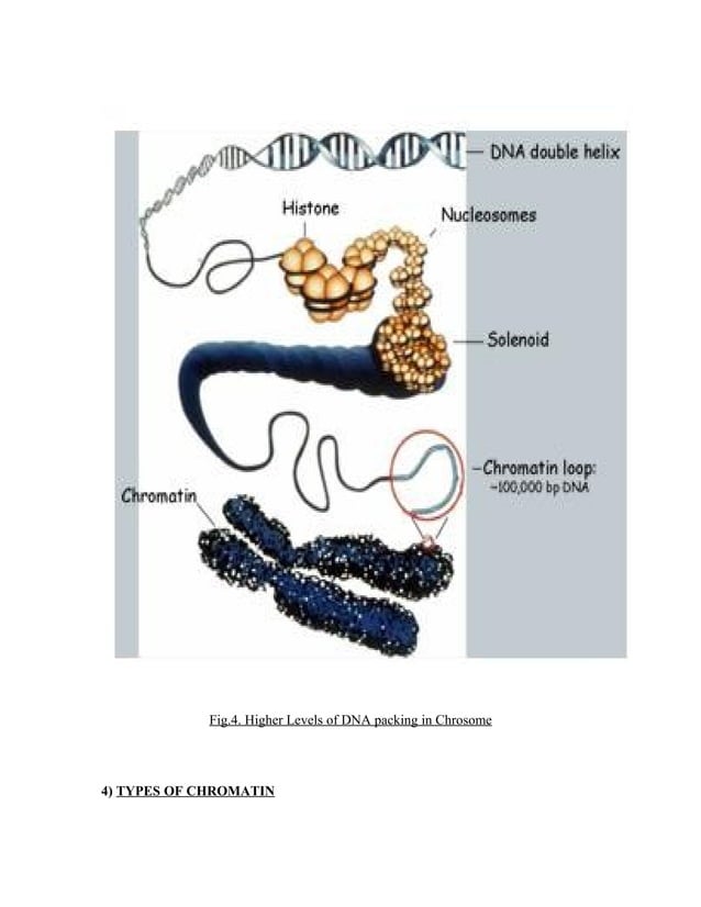 STRUCTURE AND ORGANIZATION OF CHROMATIN | DOC
