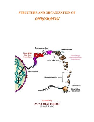 STRUCTURE AND ORGANIZATION OF CHROMATIN | DOC