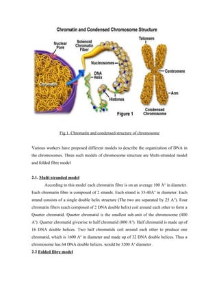 STRUCTURE AND ORGANIZATION OF CHROMATIN | DOC