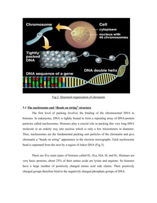 STRUCTURE AND ORGANIZATION OF CHROMATIN | DOC