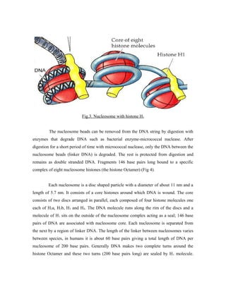 STRUCTURE AND ORGANIZATION OF CHROMATIN | DOC