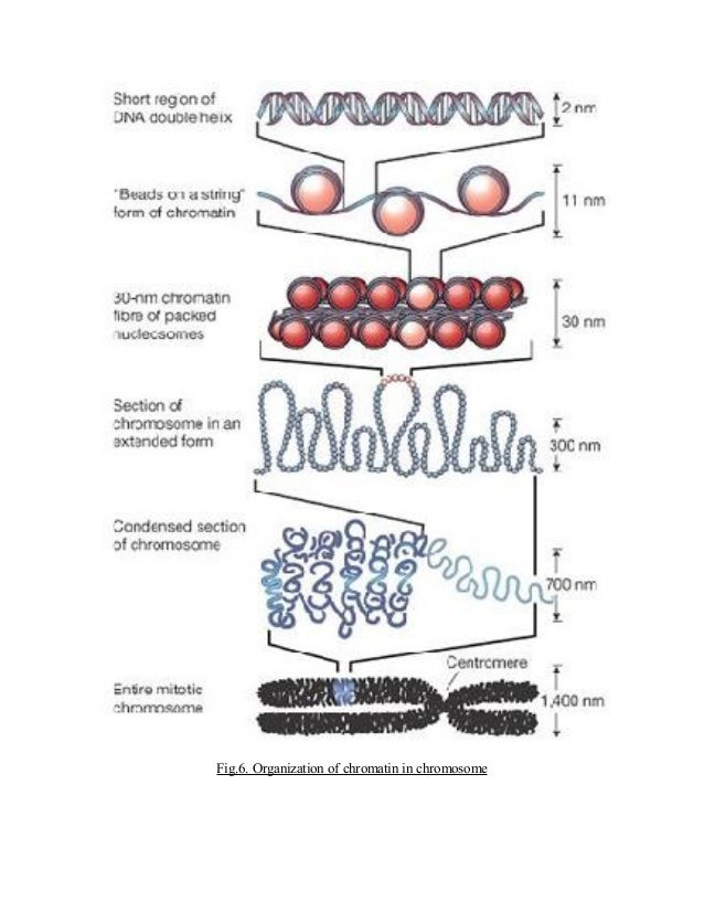 STRUCTURE AND ORGANIZATION OF CHROMATIN