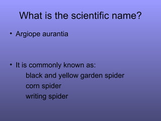 Writing Spiders | PPT | Biological Sciences | Science