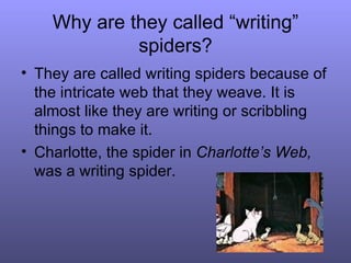 Writing Spiders | PPT | Biological Sciences | Science