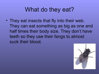 Writing Spiders | PPT | Biological Sciences | Science