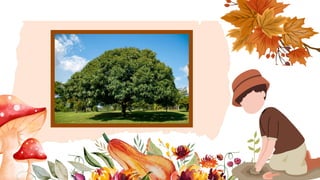 GRADE_6_QTR1_WEEK_3_TLE_AGRICULTURE.pptx