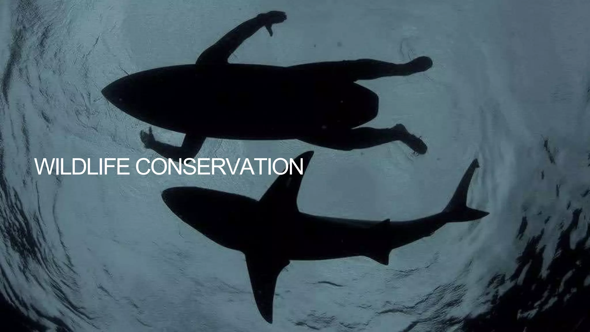 Wildlife Conservation Campaign | PPTX