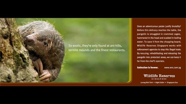 Wildlife Conservation Campaign | PPTX