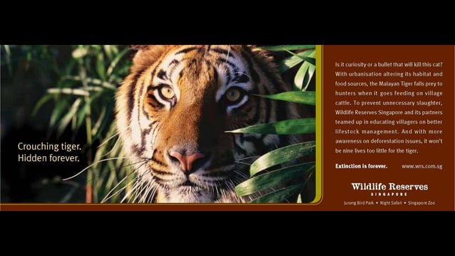 Wildlife Conservation Campaign | PPTX
